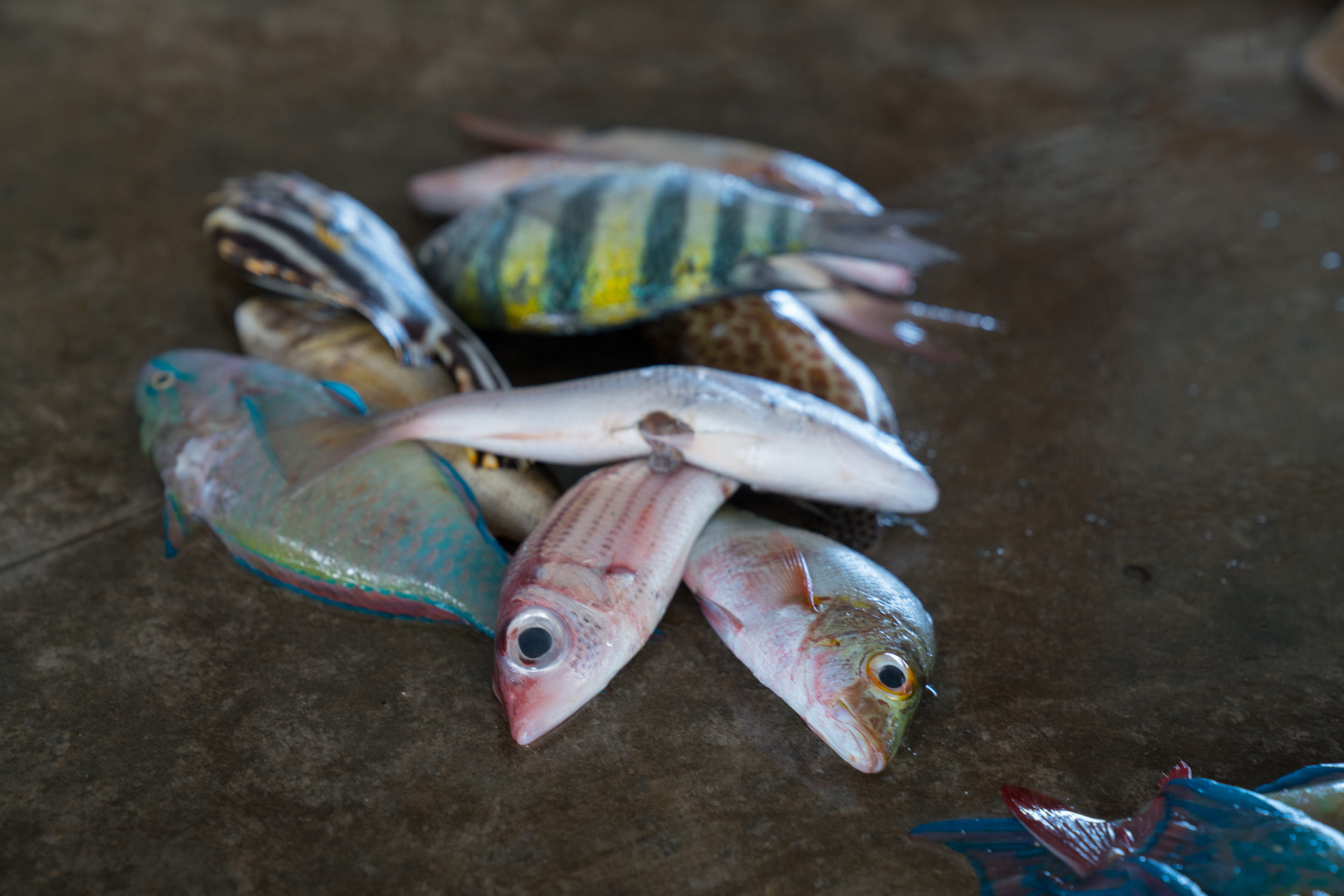 tiny-fish-kopi-port-moresby-papua-new-guinea | Zigzagging with Bill and ...