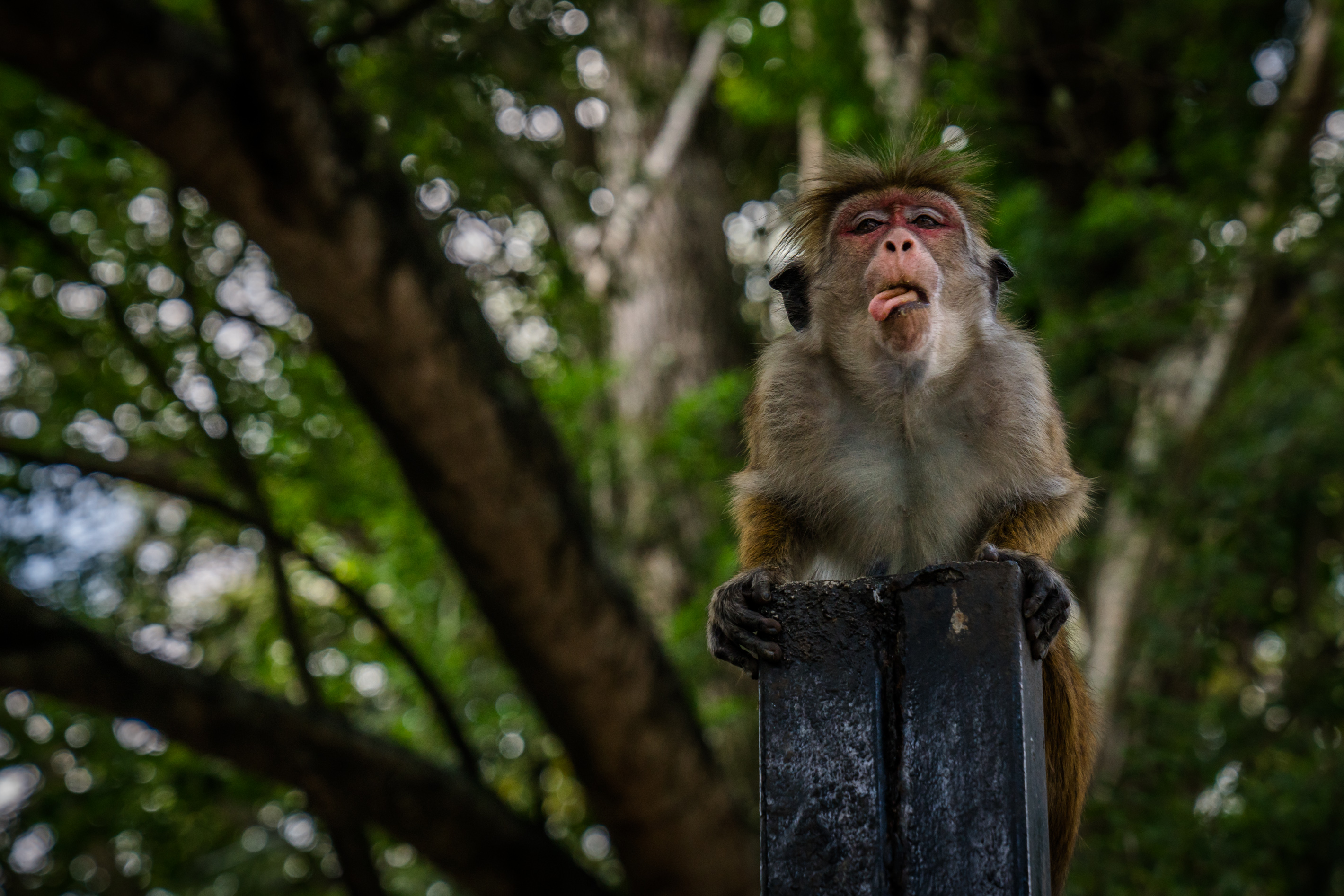 puking-monkey-kandy-sri-lanka | Zigzagging with Bill and Paige